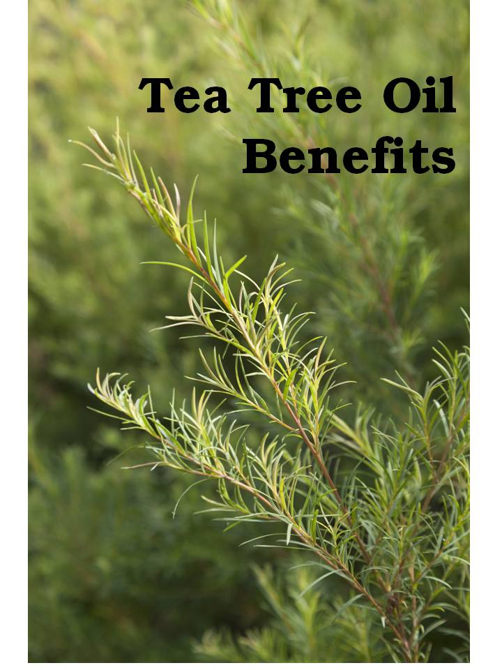Tea Tree Oil | Young Living Essential Oils for Aromatherapy