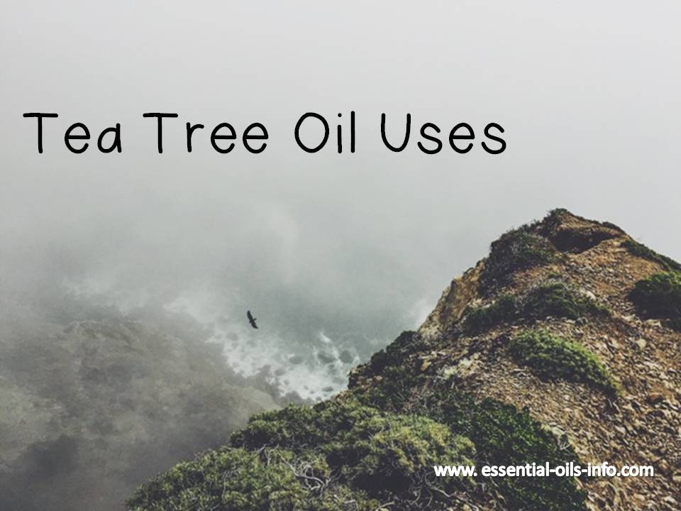 Tea Tree Oil - Young Living Essential Oils for Aromatherapy